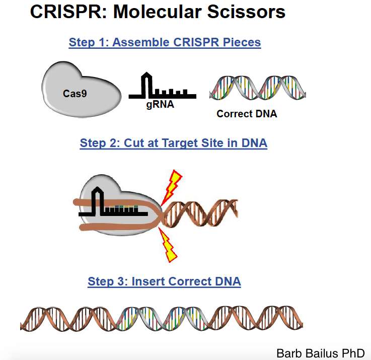 Part I: Introducing CRISPR, A Promising Gene Editing Technology - FAST